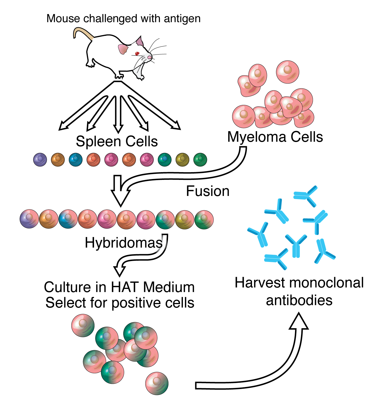 Antibody Production: Understanding Description and Processes
