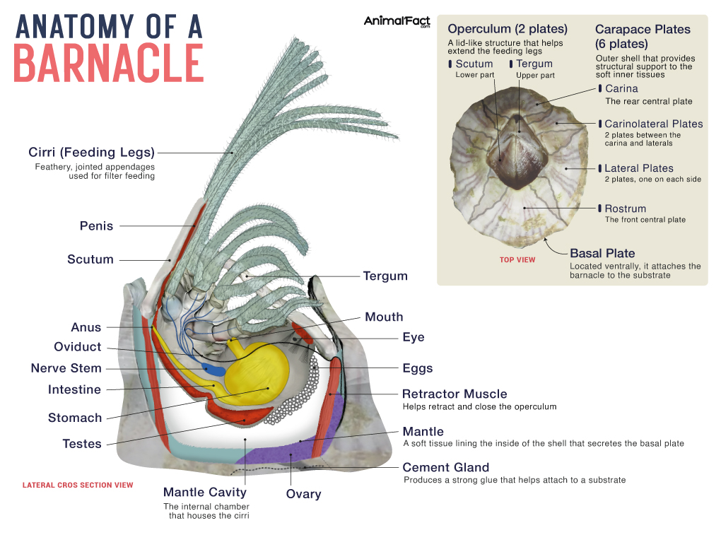 Barnacles: Anatomy, Habitat & Reproduction Explained