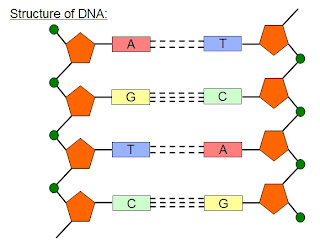 Can You Explain Base Pair Basics: A Fun Guide for Kids to DNA