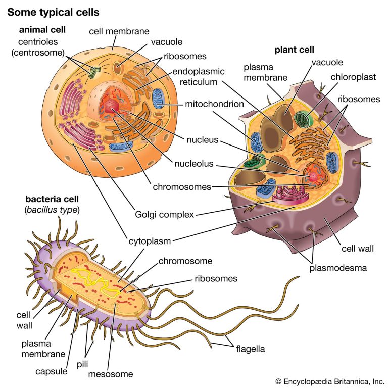 Example of Cells: Structure and Types Explained in Detail