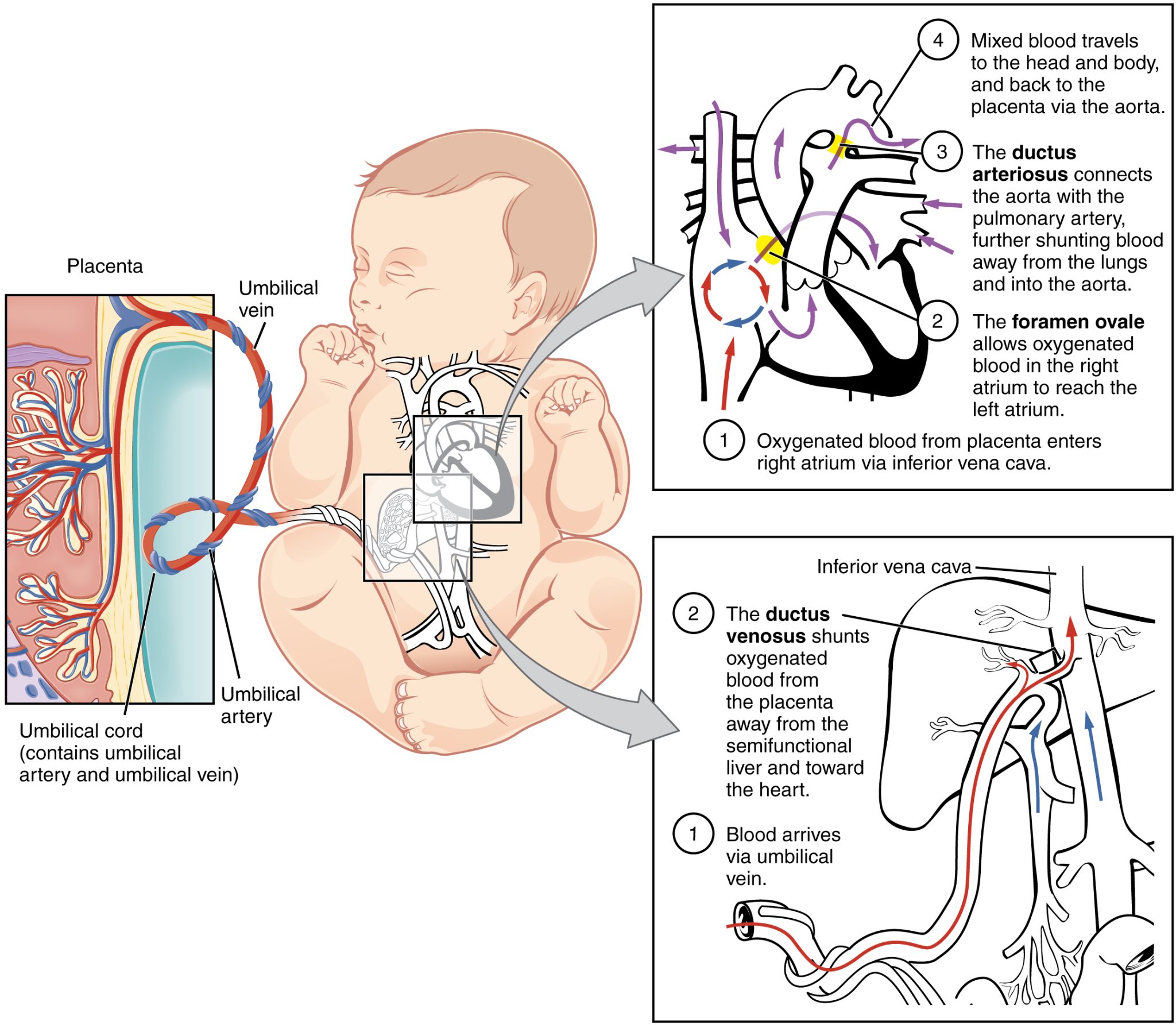 Placental Function: Navigating Fetal Blood Vessels and Cords