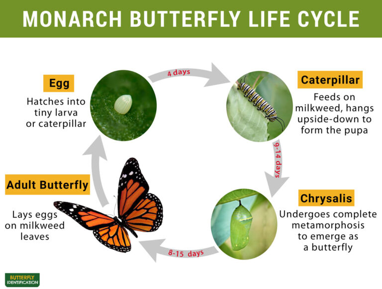 MONARCH BUTTERFLY Life Cycle: STAGES & DIAGRAMS Revealed!