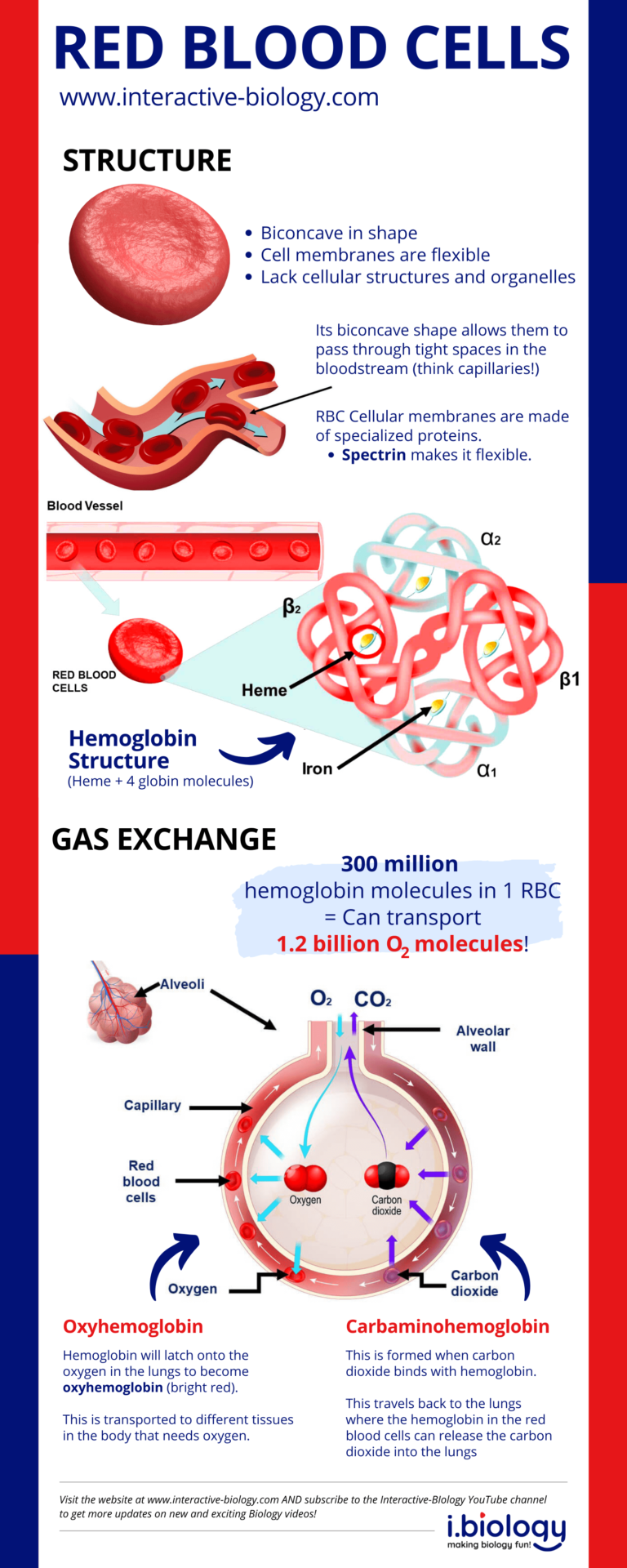 What are the structure and function of RBC morphology
