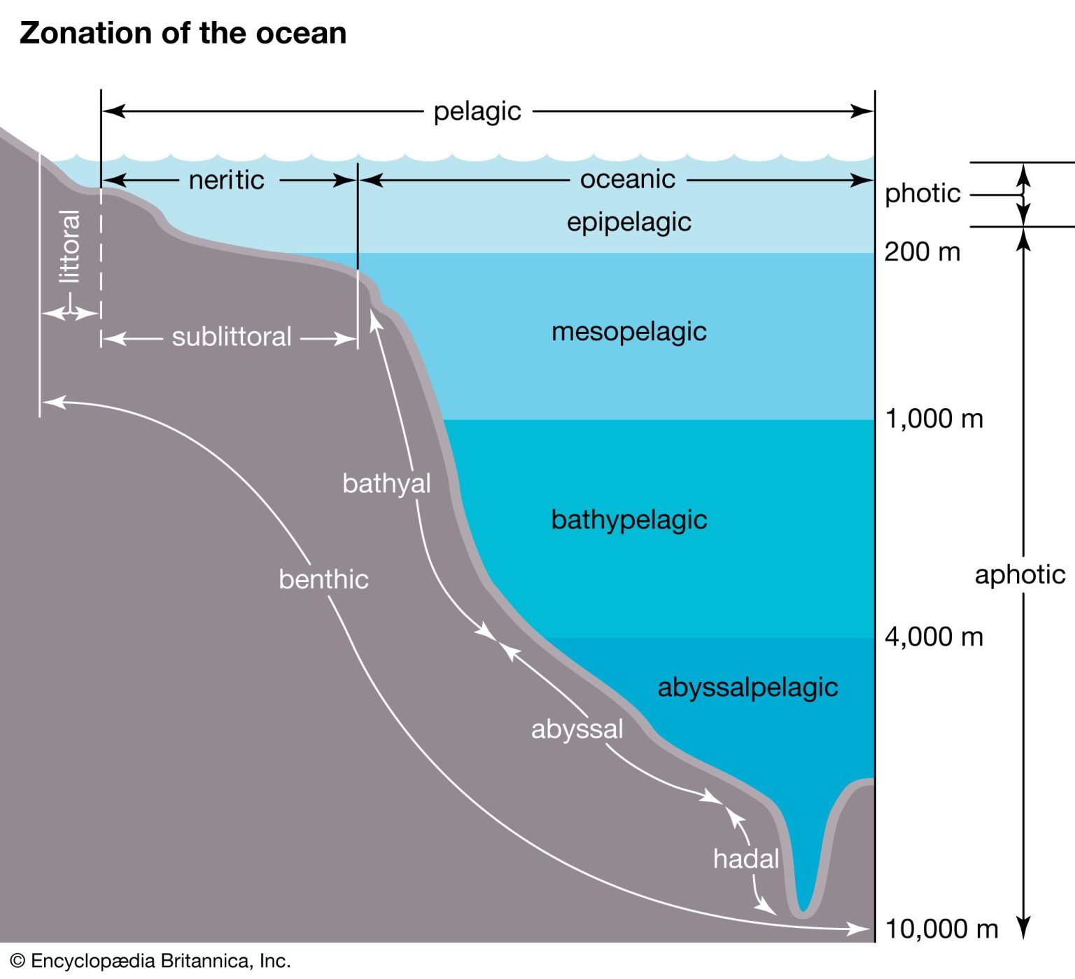What defines the pelagic zone, its location, and its animals