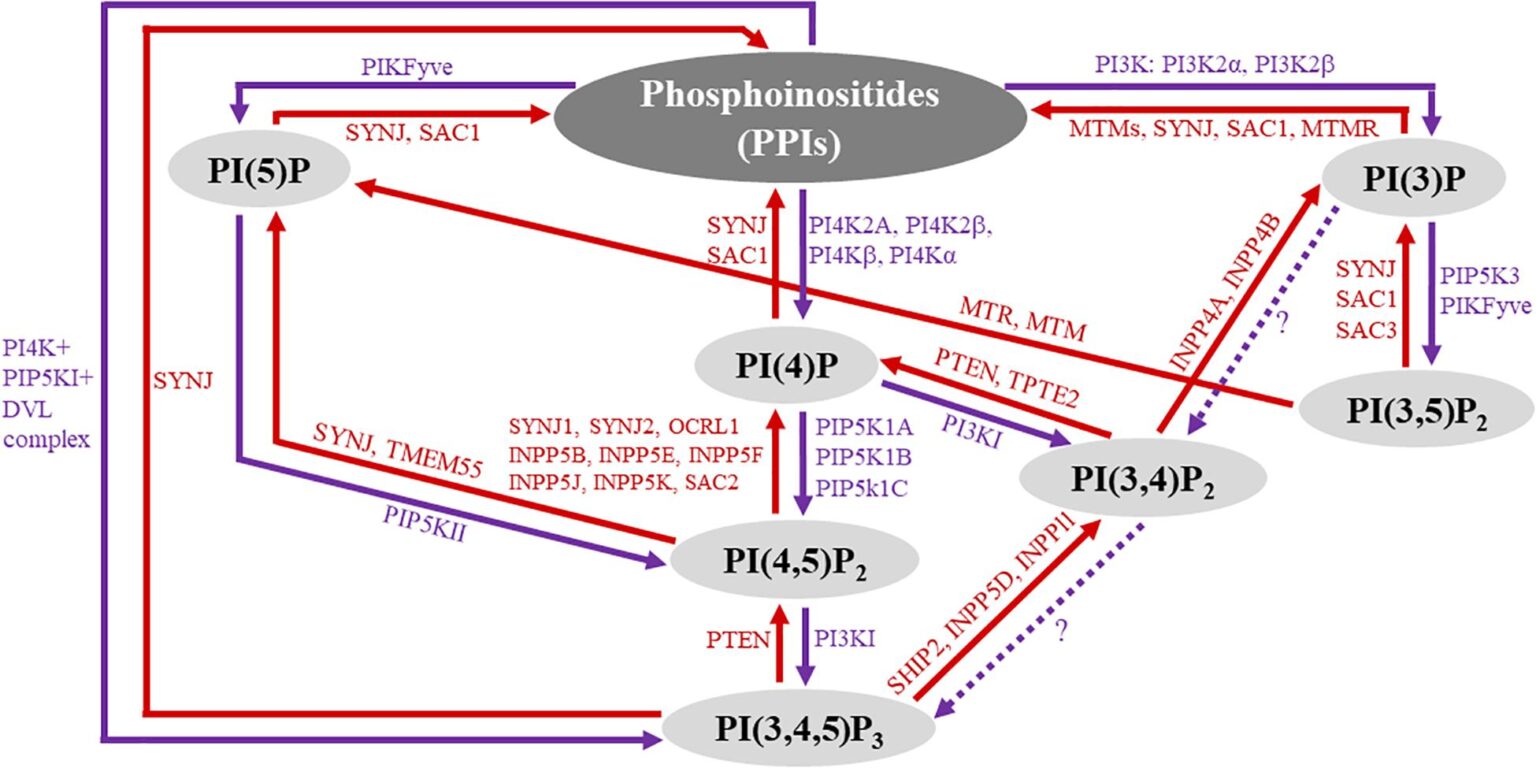 What is the role of phosphatidylinositols in cell signaling