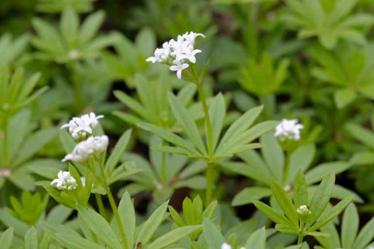 Woodruff: The Versatile Herb for Culinary and Medicinal Use