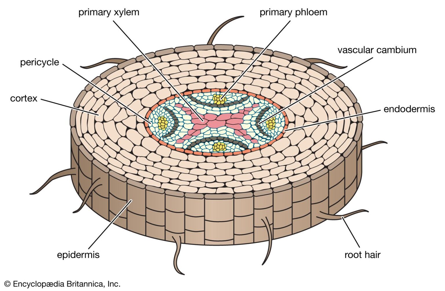 Xylem: Definition, Location, Function, and Fascinating Facts